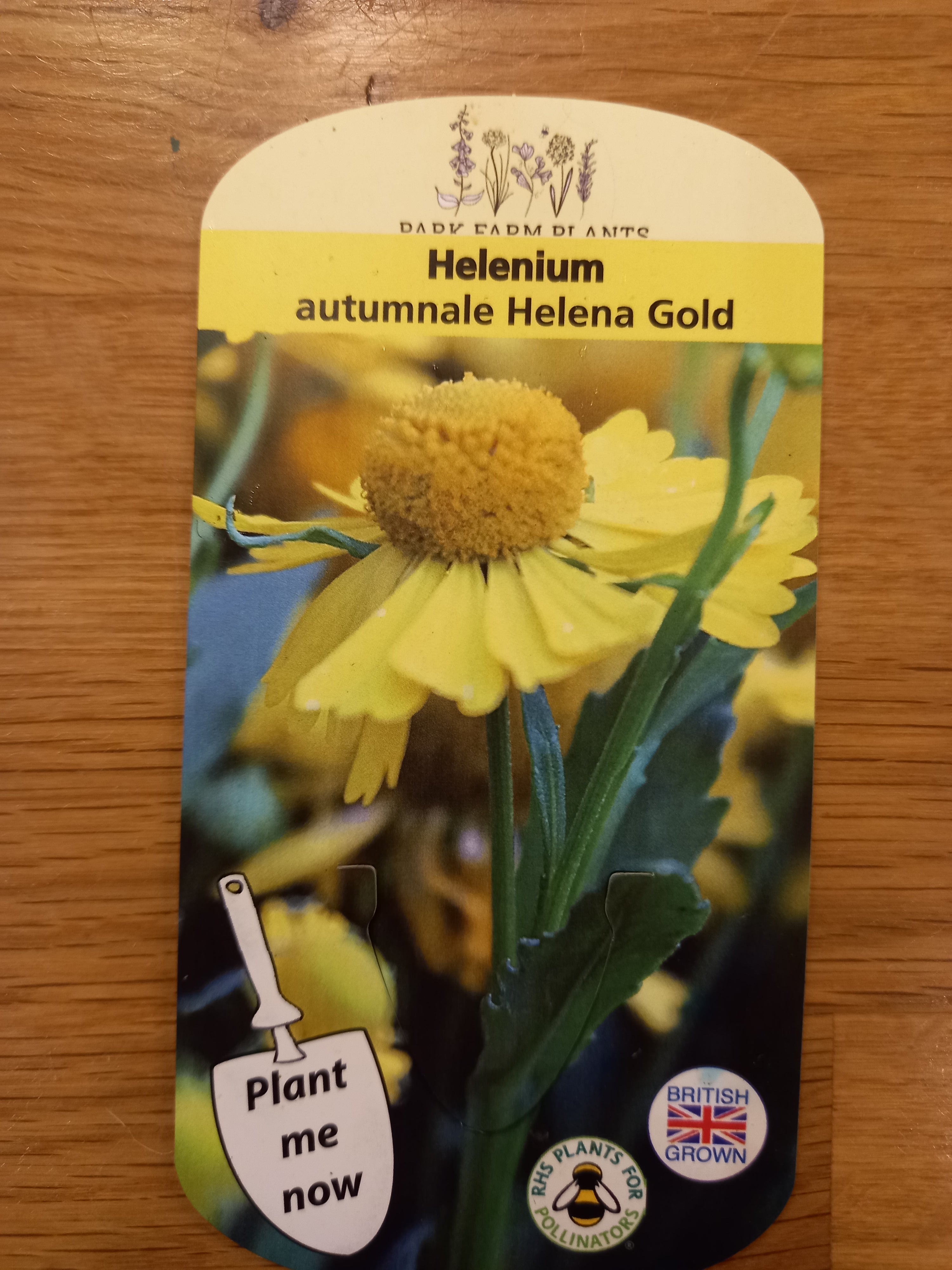 Helenium autumnale Helena Gold – Park Farm Plants