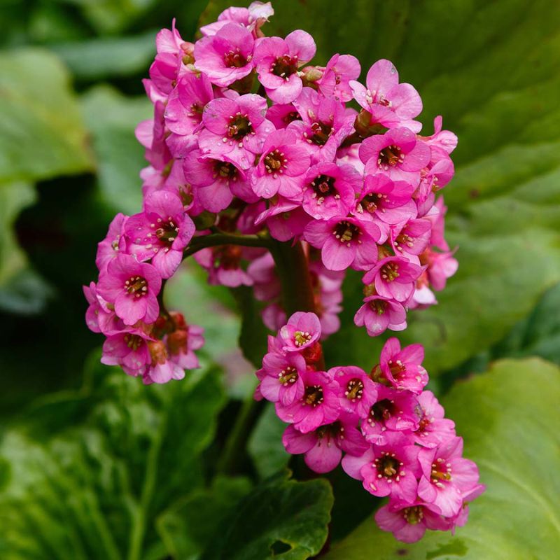 BERGENIA cordifolia Shoeshine Rose – Park Farm Plants