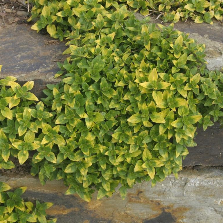 Marjoram - ORIGANUM vulgare 'Variegatum' - Gold Tipped – Park Farm Plants