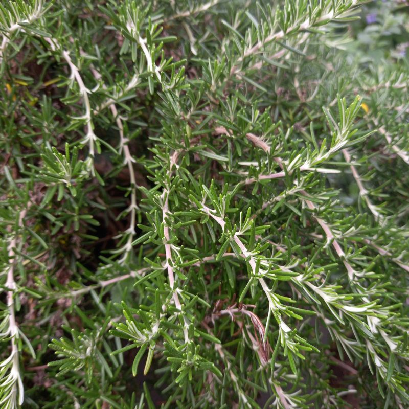 Rosemary - ROSEMARINUS officinalis 'Prostratus' - Creeping – Park Farm ...