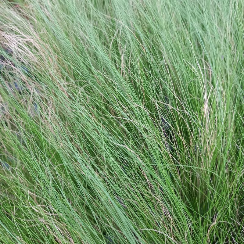 STIPA tenuissima - Pony Tails Mexican Feather Grass – Park Farm Plants
