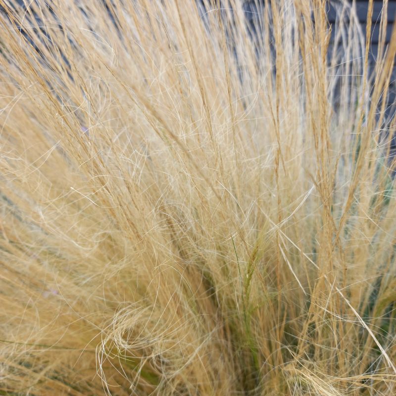 STIPA tenuissima - Pony Tails Mexican Feather Grass – Park Farm Plants