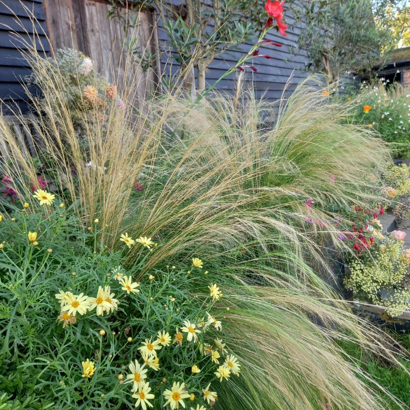 STIPA tenuissima - Pony Tails Mexican Feather Grass – Park Farm Plants