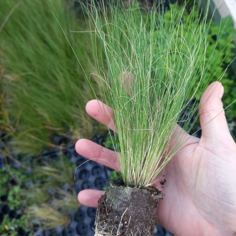 STIPA tenuissima - Pony Tails Mexican Feather Grass – Park Farm Plants