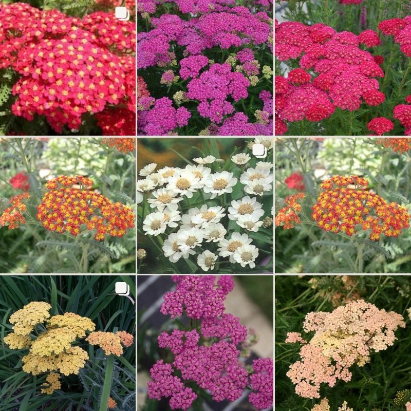 Achillea Yarrow collection – Park Farm Plants