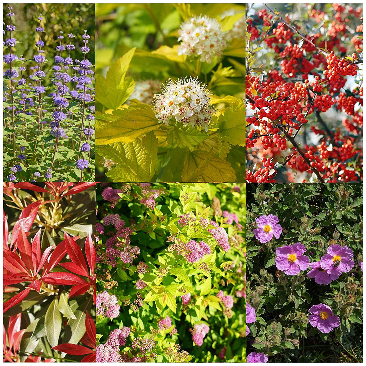 99 Types Of Shrubs Examples With Names (A To Z Photo, 57% OFF