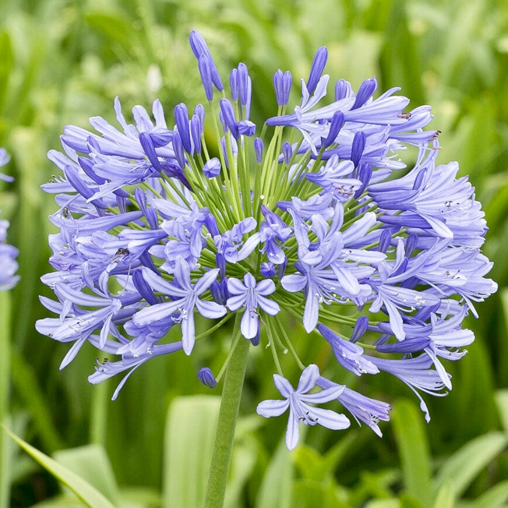 African Lily - AGAPANTHUS umbellatus 'Blue Umbrella' – Park Farm Plants