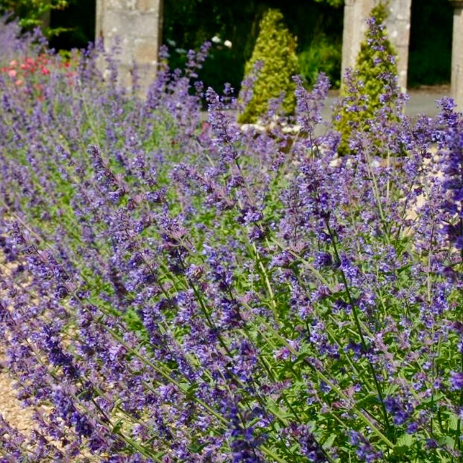 Catmint - NEPETA mussinii – Park Farm Plants