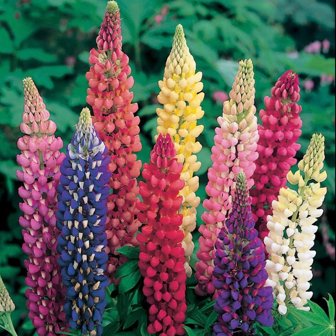 Lupin - LUPINUS Russell hybrids Mixed Colours – Park Farm Plants