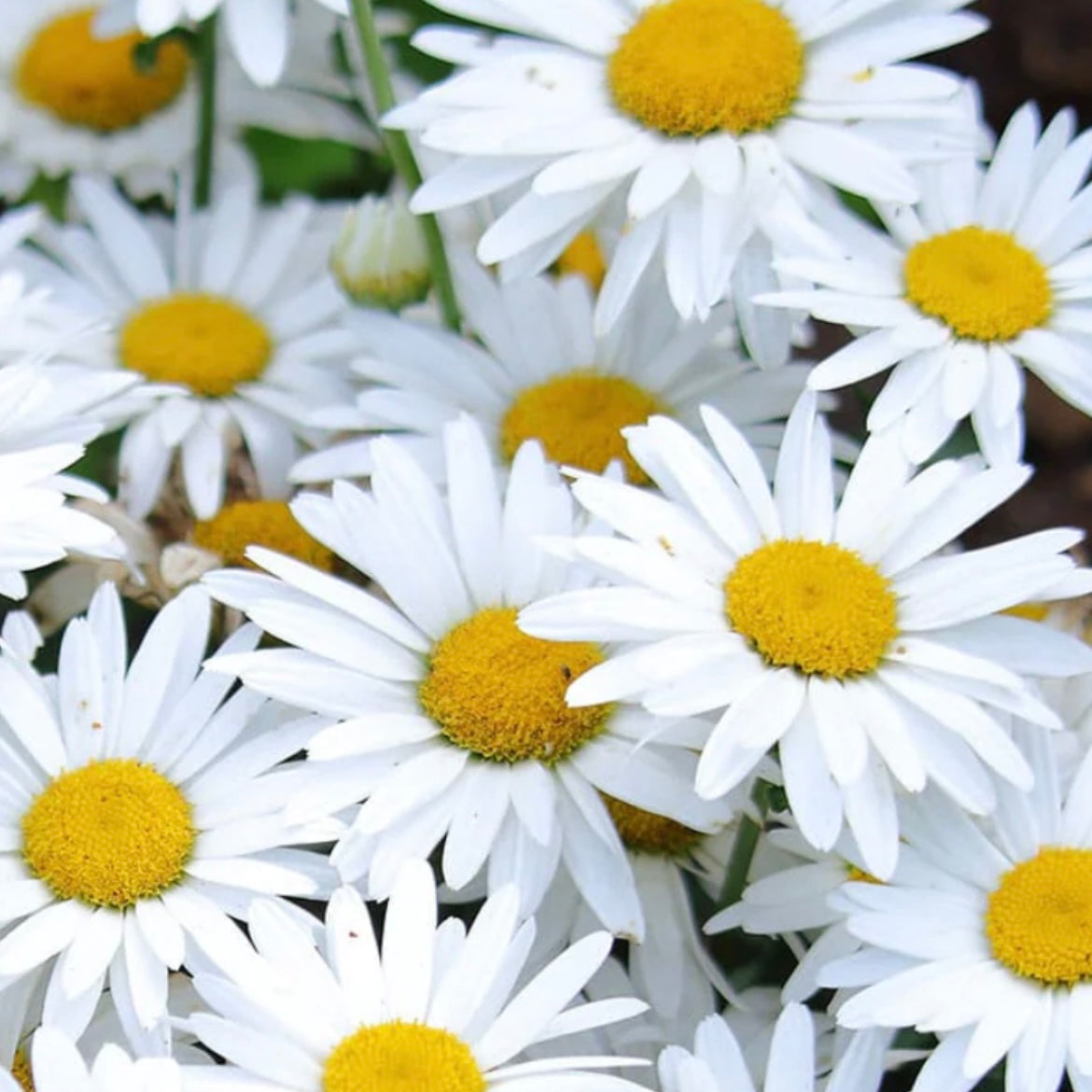 Shasta Daisy - LEUCANTHEMUM x superbum 'Snow Lady' – Park Farm Plants