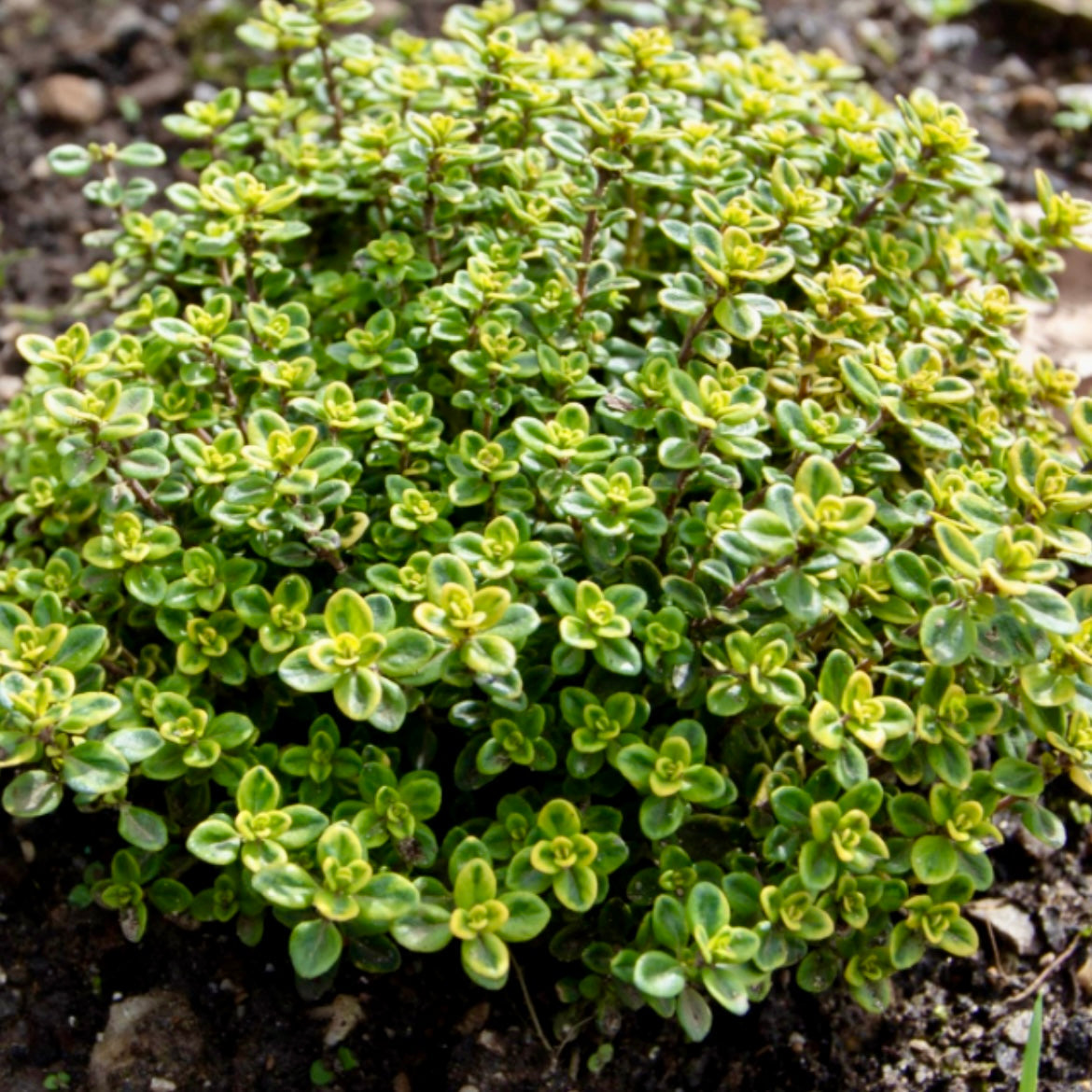 Thyme, Creeping Lemon - THYMUS x citriodorus 'Lemon' – Park Farm Plants