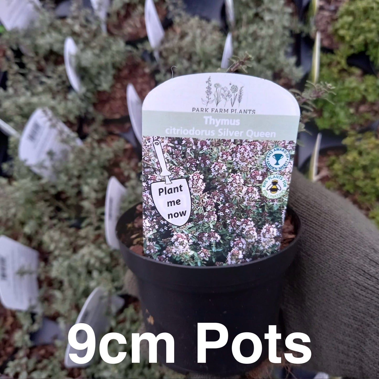 Thyme, Variegated Lemon - THYMUS citriodorus 'Silver Queen' – Park Farm ...