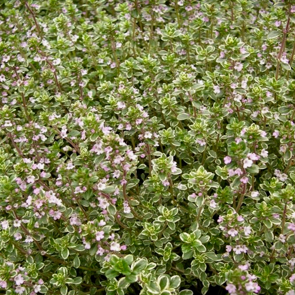Thyme, Variegated Lemon - THYMUS citriodorus 'Silver Queen' – Park Farm ...