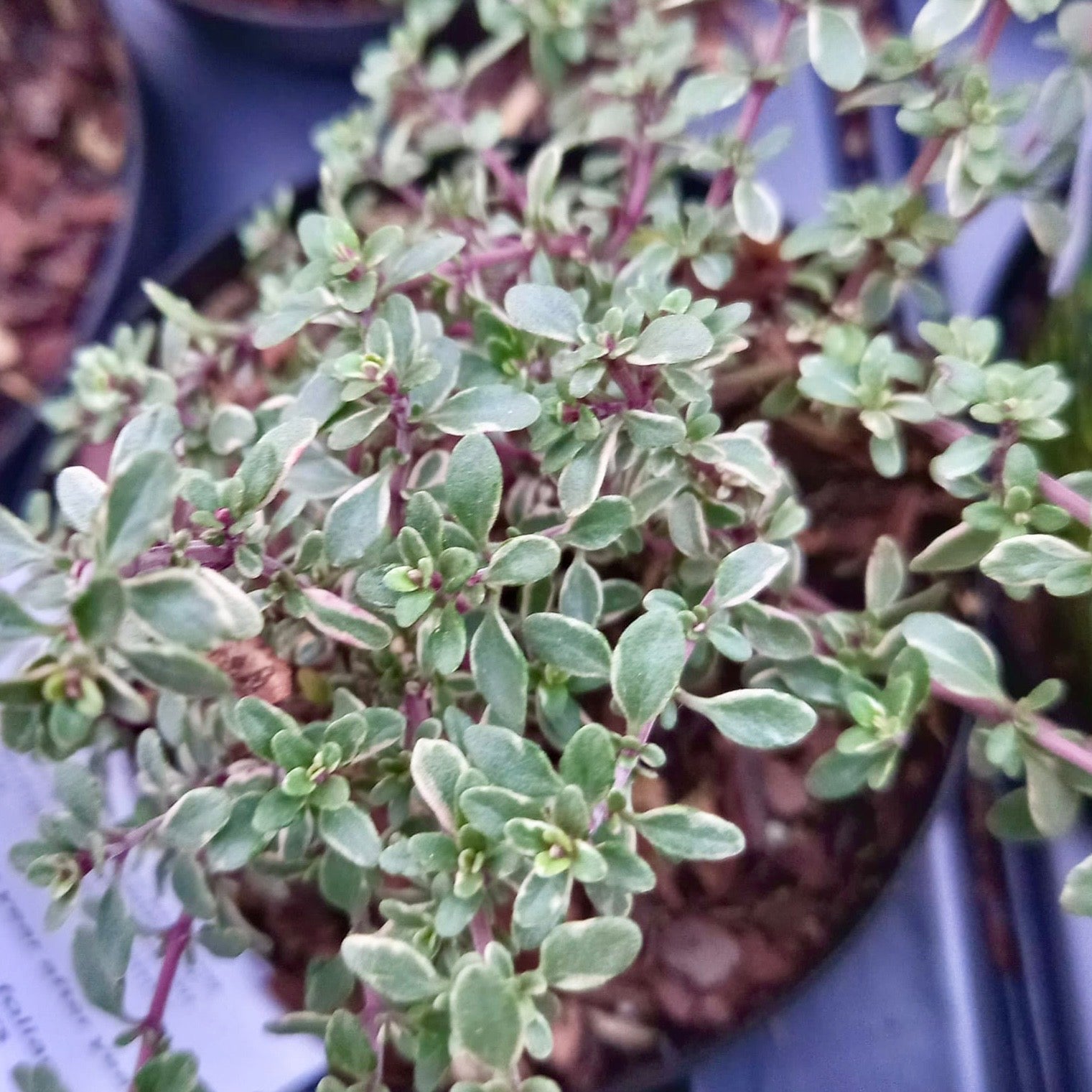 Thyme, Variegated Lemon - THYMUS citriodorus 'Silver Queen' – Park Farm ...